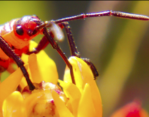 REZup - RE:Vision Effects